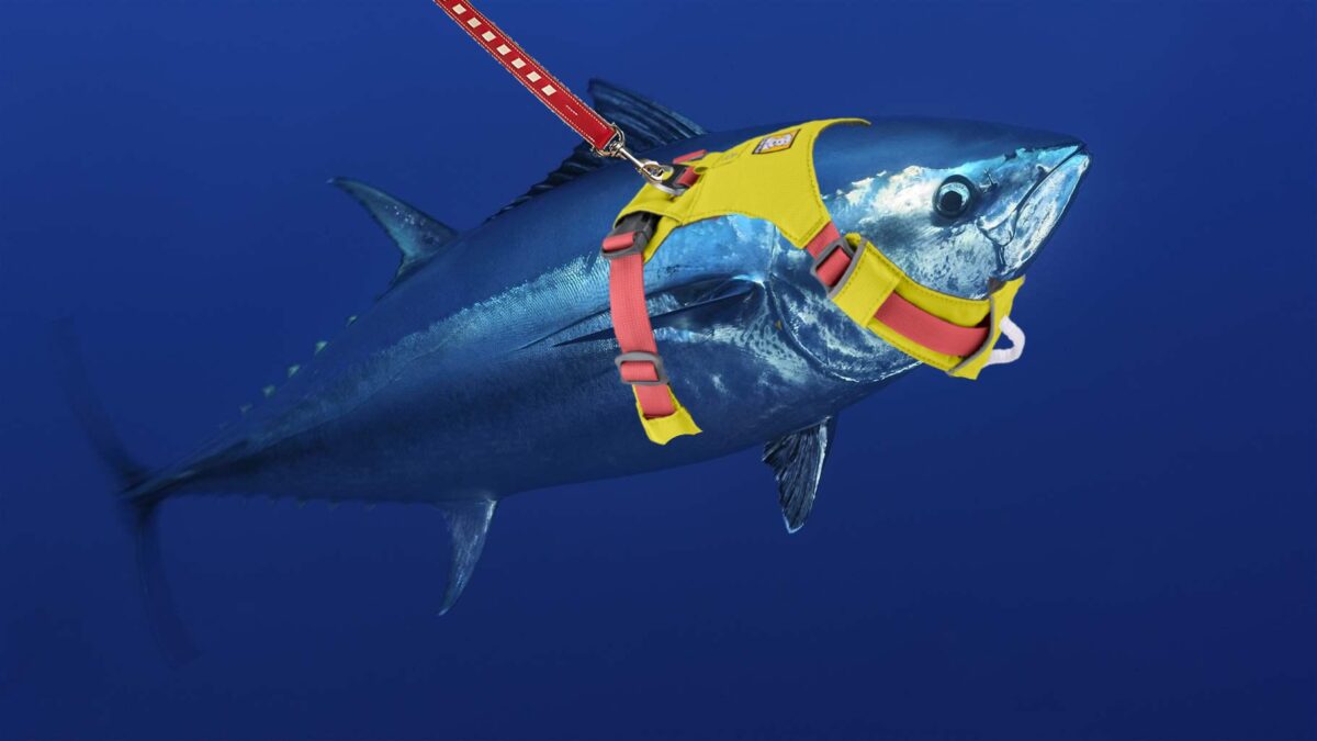 7 Reasons Why the Humble Tuna is the Best Pet of 2023 | Robot Butt